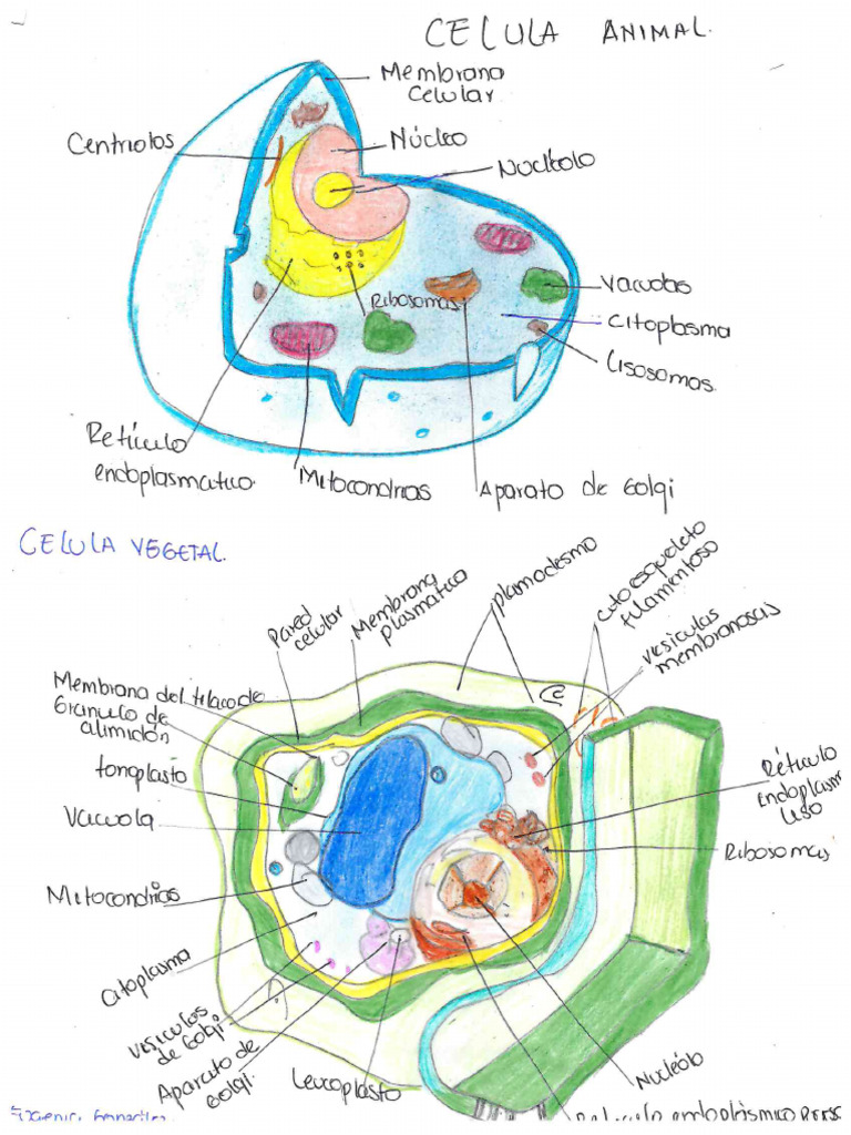 Celula Animal y Vegetal | PDF