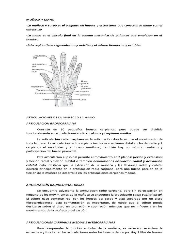 Anatomía y Función de Muñeca y Mano | PDF | Mano | Extremidades (anatomía)