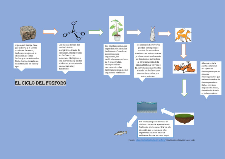 Ciclo del Fosfato Inorgánico | PDF | Fosfato | Suelo