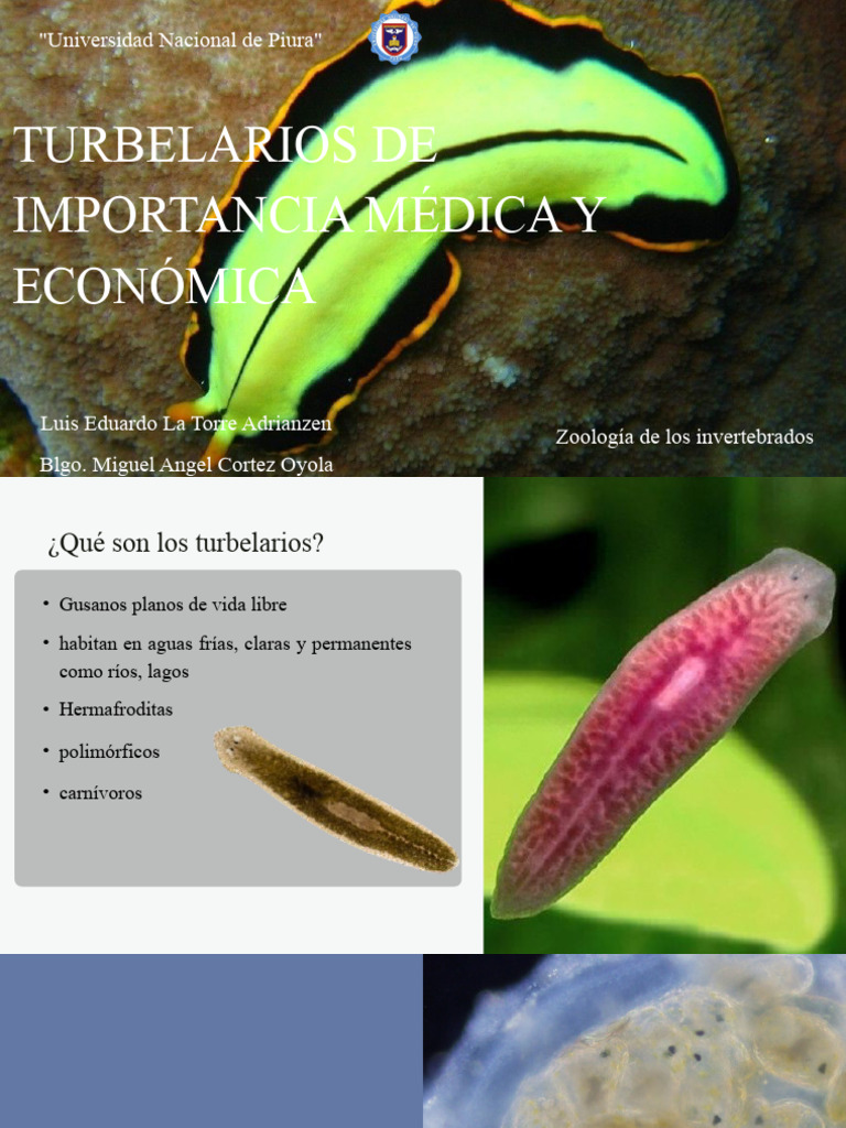 Turbelarios | PDF | Ciencia y matemáticas