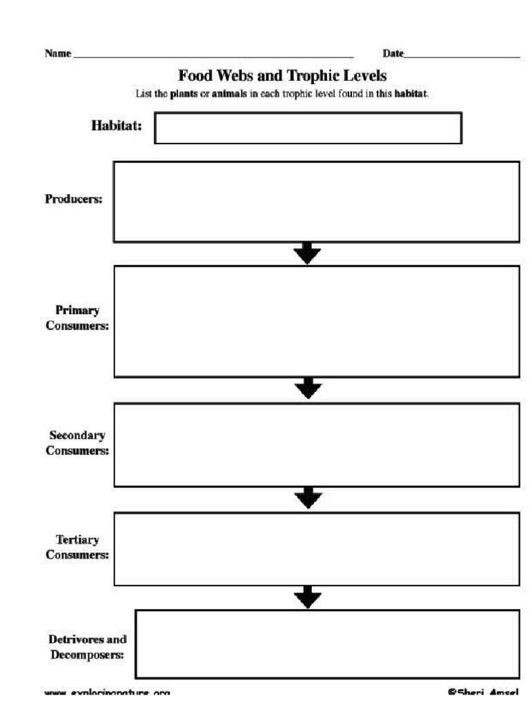 Artic Food Web WS 2 | PDF