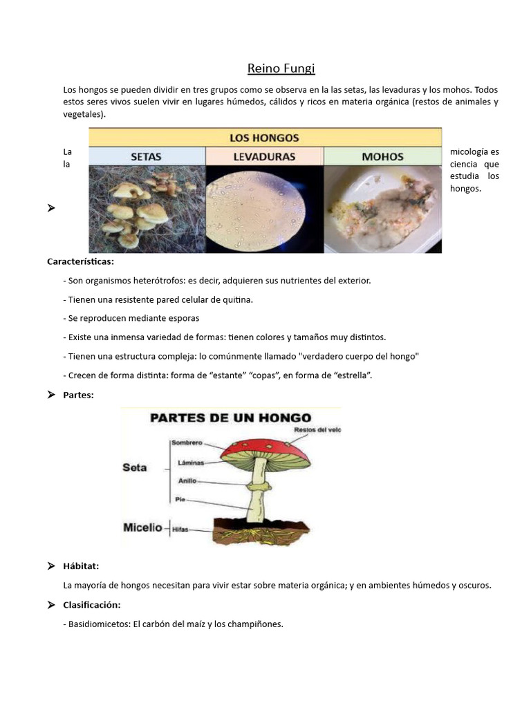 Reino Fungi | PDF