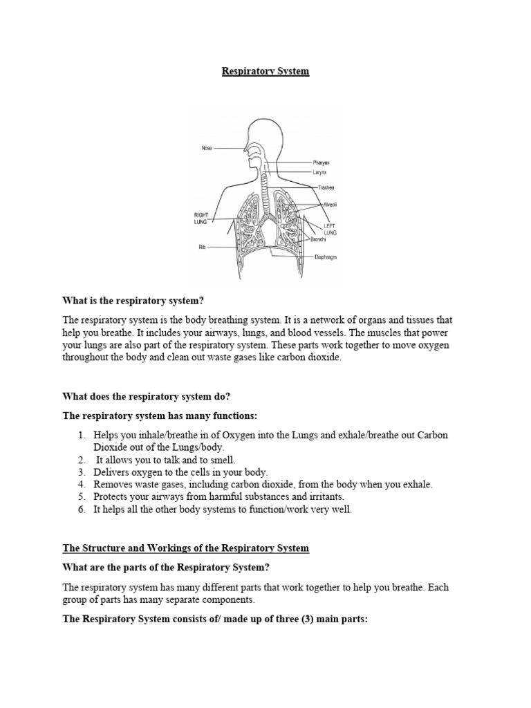 Respiratory System PE | PDF | Respiratory Tract | Lung