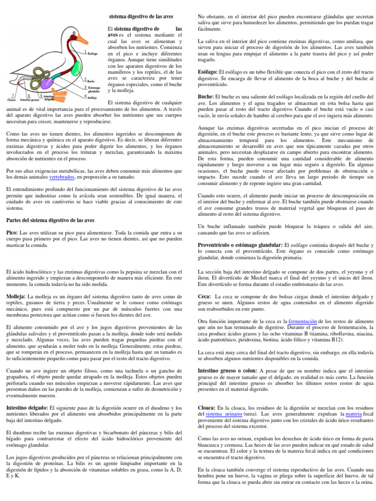 Sistema Digestivo de Las Aves | Descargar gratis PDF | Digestión | Sistema digestivo humano