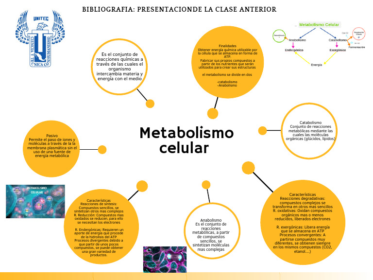 Metabolismo Celular: Anabolismo y Catabolismo | PDF | Metabolismo | Redox