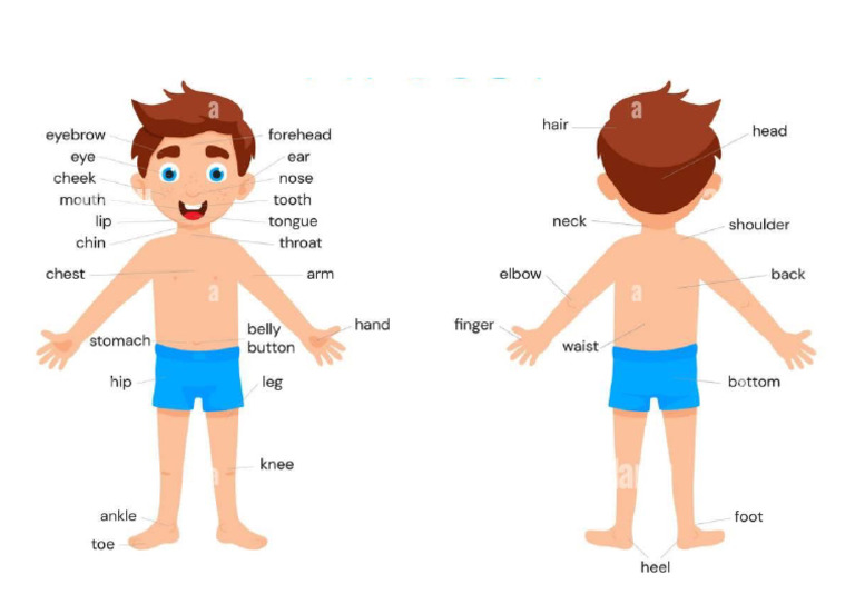 Human Body Parts | PDF