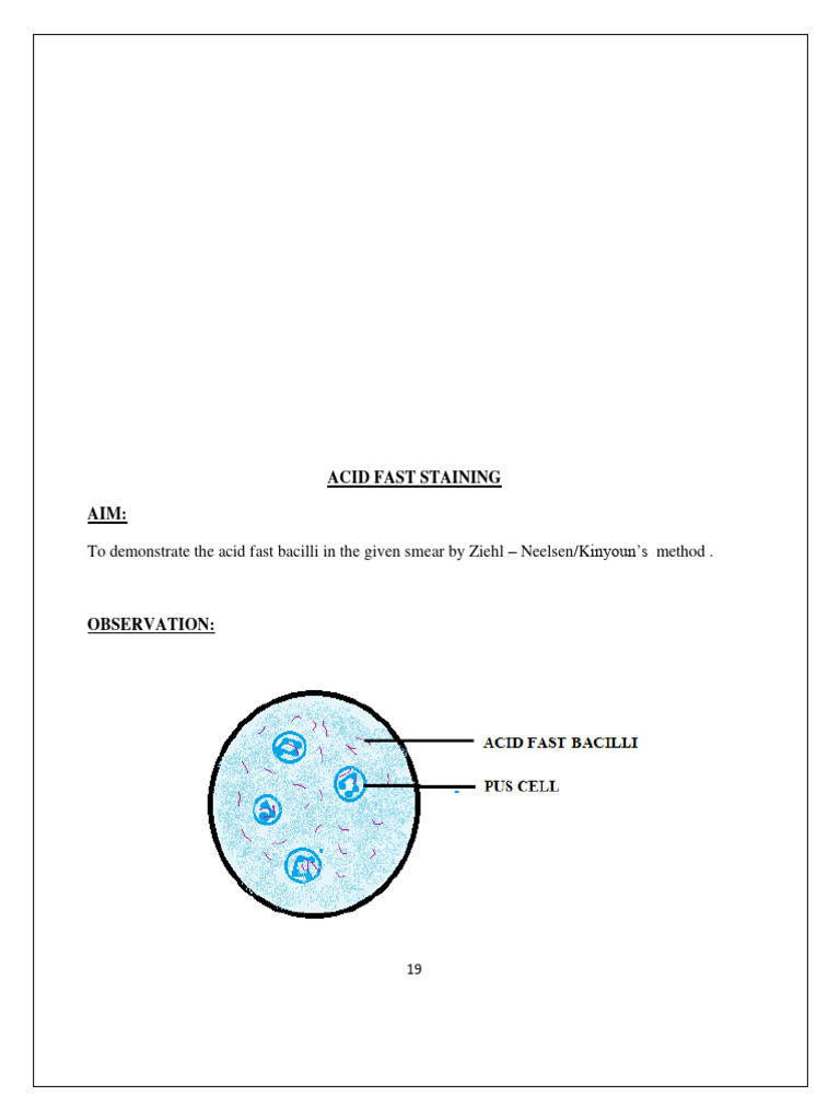 Afb Staining Pdf Staining Tuberculosis