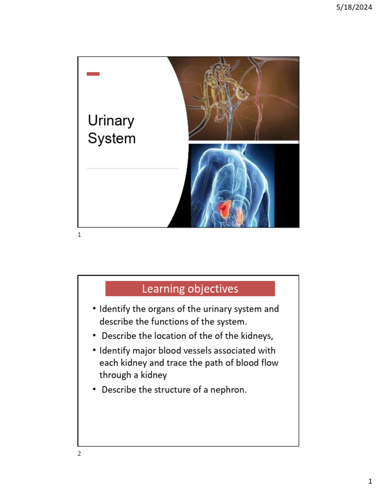 Urinary System 2024 - 2 | PDF | Kidney | Genitourinary System