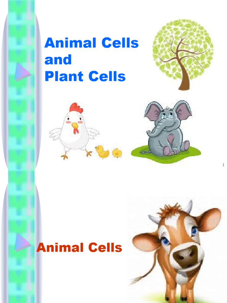 Animal Cells and Plant Cells Chap 2 Science M1 | PDF | Cell (Biology) | Plants