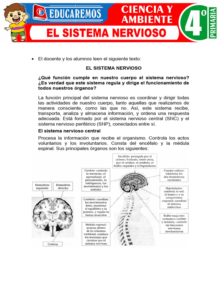 El Sistema Nervioso para Cuarto Grado de Primaria | PDF | Sistema ... El Sistema Nervioso para Cuarto Grado de Primaria | PDF | Sistema ...