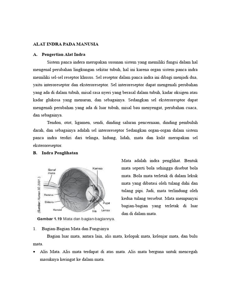 Alat Indra Pada Manusia | PDF