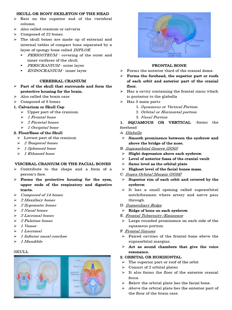 SKULL | PDF | Skull | Ear