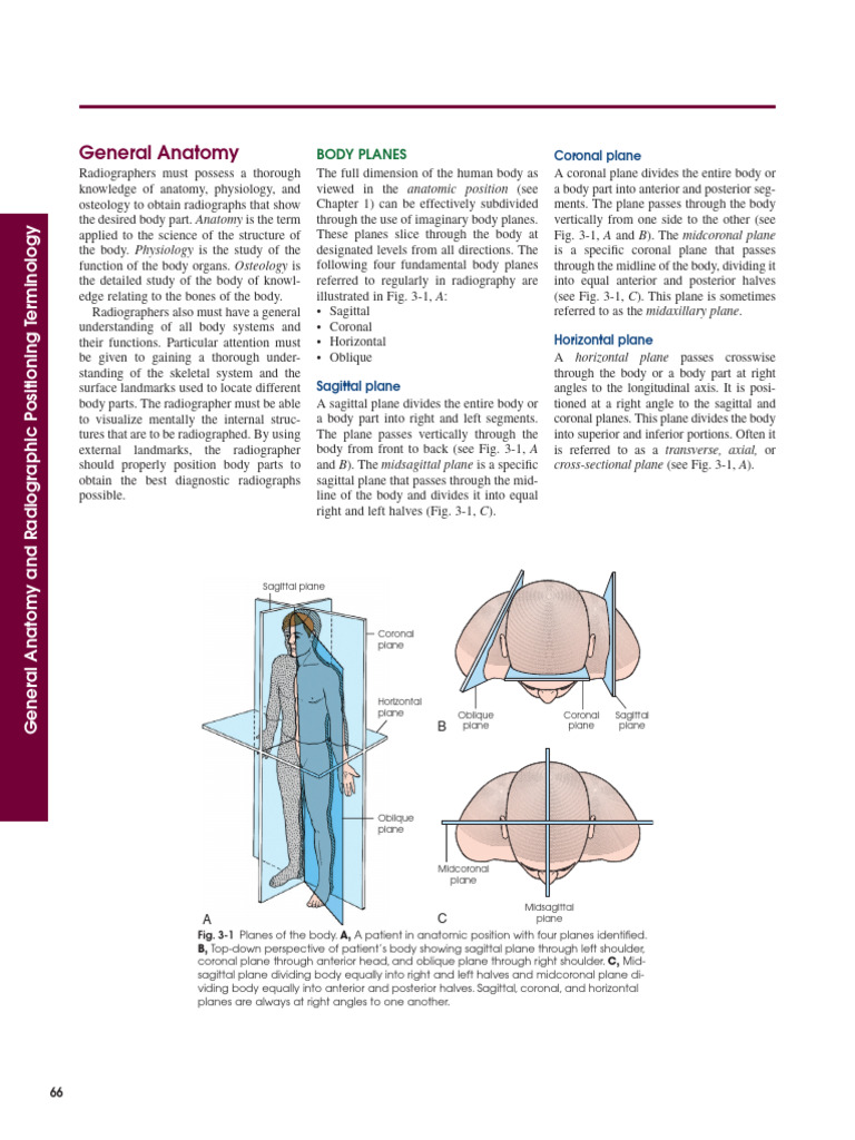 General Anatomy | PDF | Bone | Abdomen