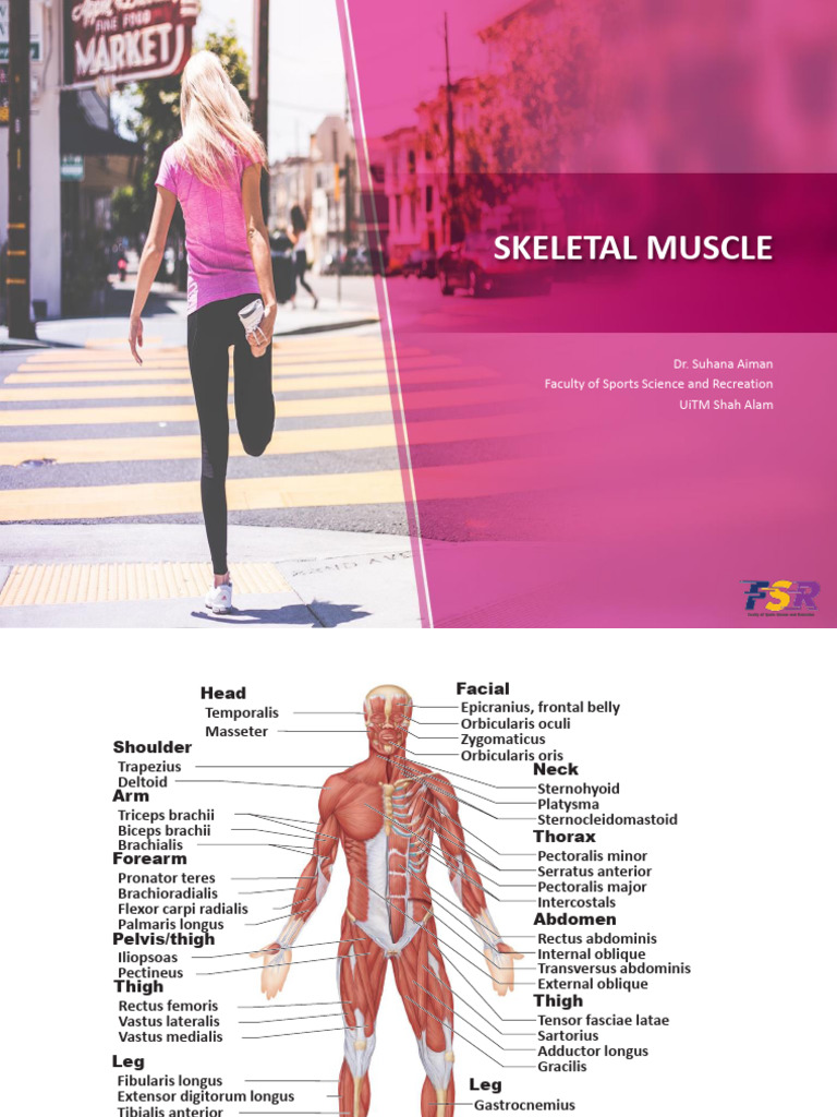 Skeletal Muscle | PDF | Human Leg | Musculoskeletal System