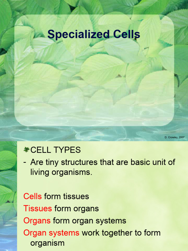 Cell Types | PDF | Human Body | Epithelium
