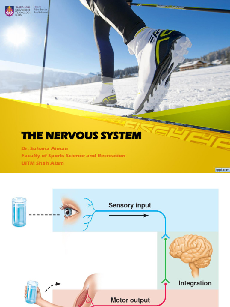 The Nervous System - Diagram | PDF | Axon | Motor Neuron
