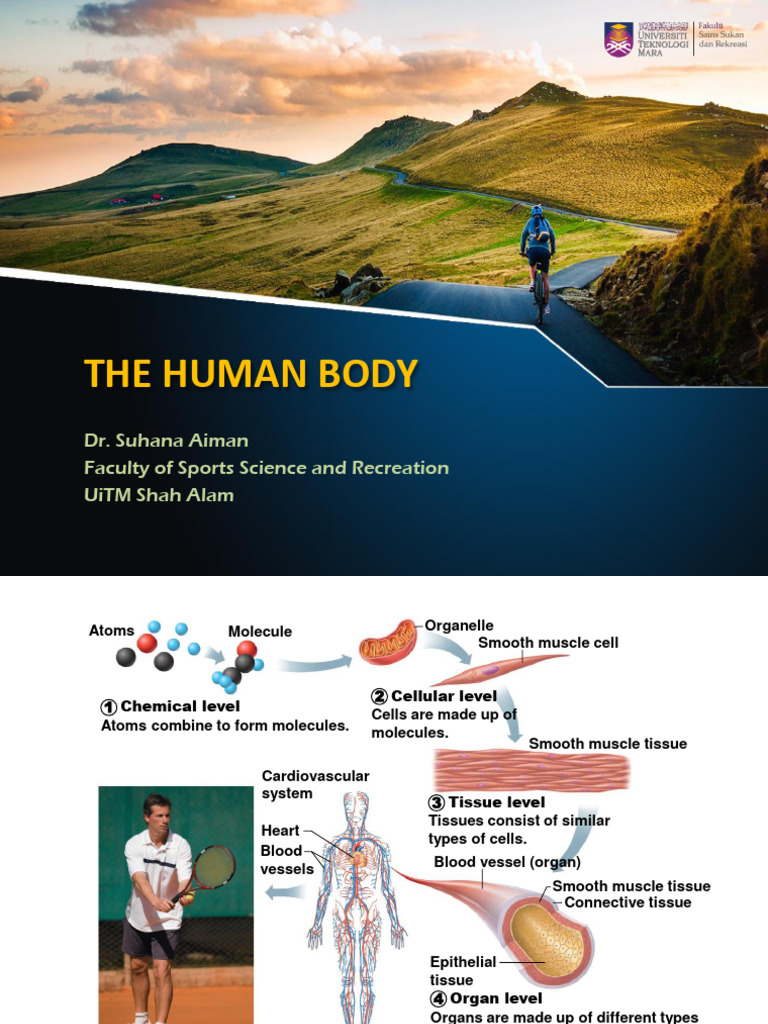 the human body_diagram | PDF | Human Body | Lipid Bilayer