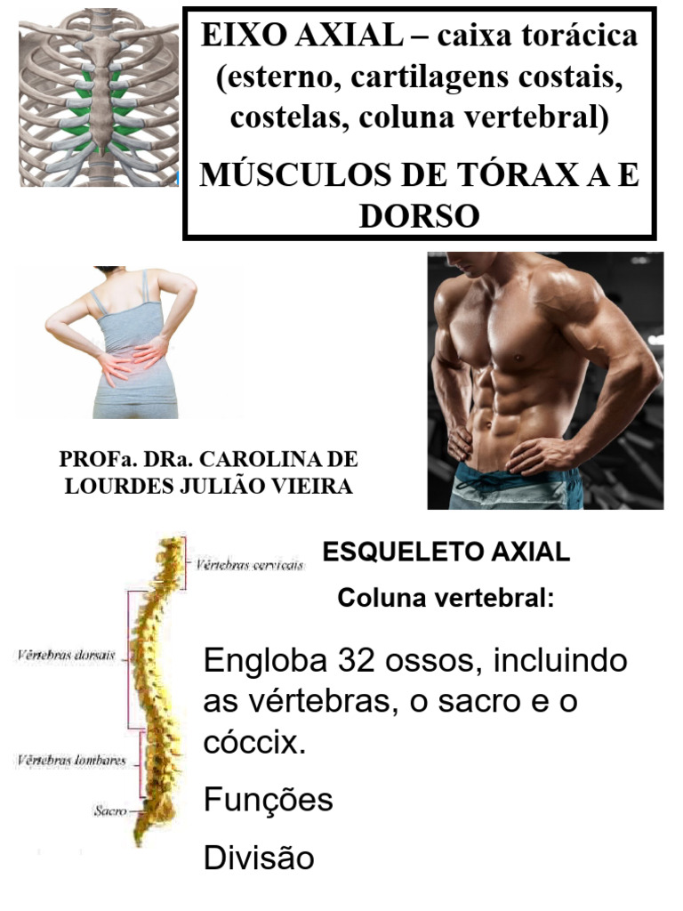 Anatomia da Caixa Torácica e Coluna | PDF | Coluna vertebral | Vértebra