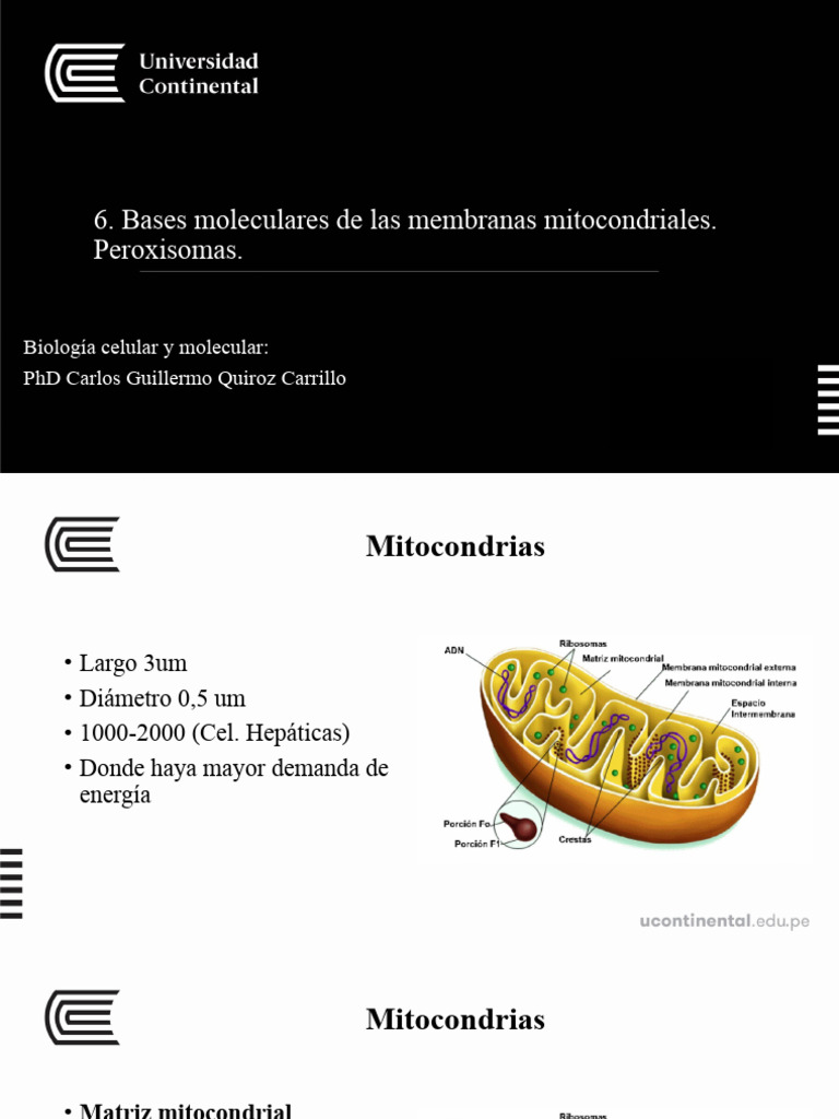 CG-Mitocondrias | PDF | Trifosfato de adenosina | Mitocondria