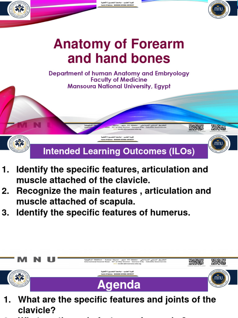 3practical 3 Forarm and Hand Bones | PDF | Skeletal System ...
