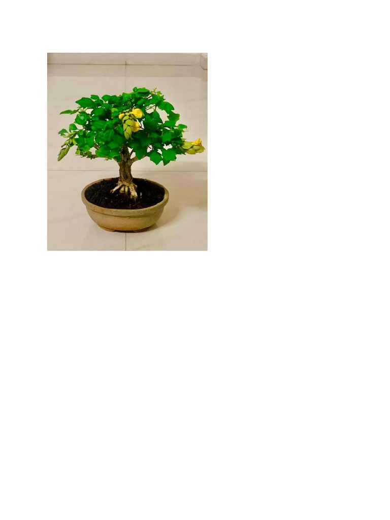 Bonsai | PDF