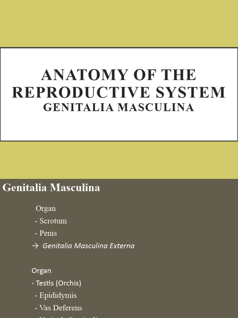 anatomi genitalia masculina | PDF | Mammal Reproductive System | Male ...