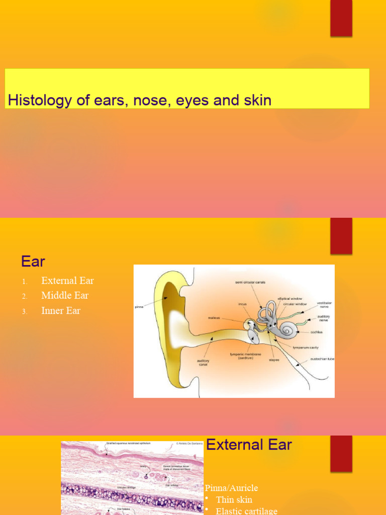 Histology special sense | PDF | Epithelium | Ear