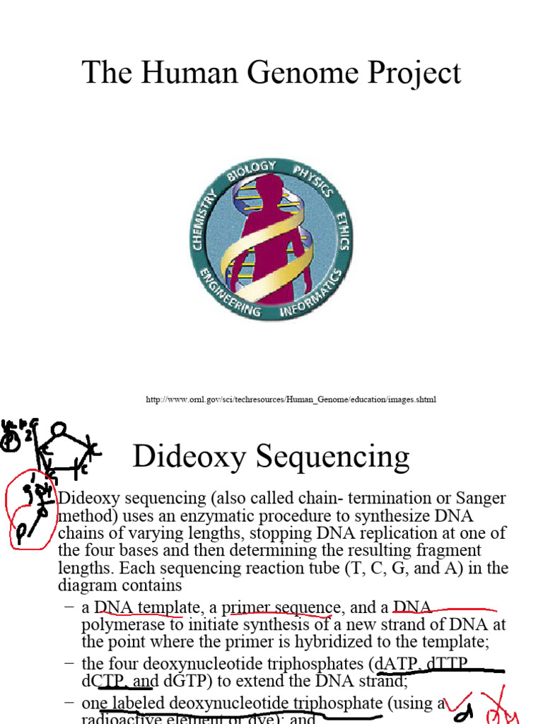 Human-Genome Project Sequencing Techniques | PDF | Dna Sequencing | Gel ...