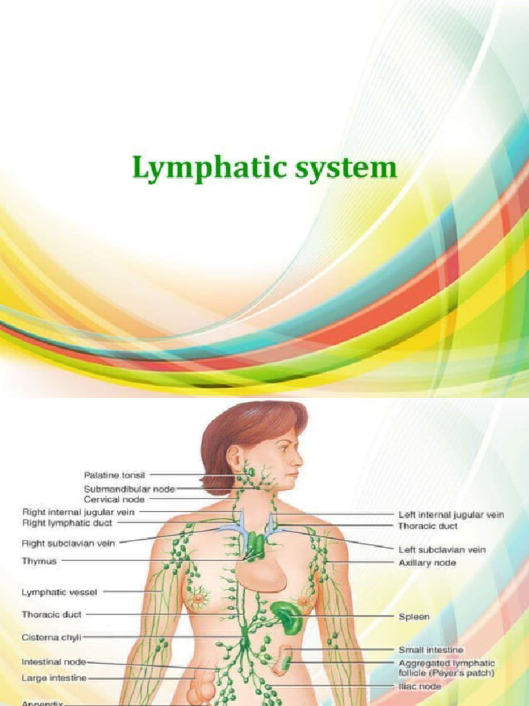 5 Lymphatic System | PDF | Lymphatic System | Lymph Node