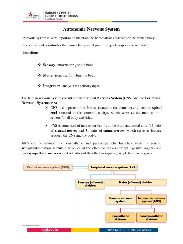 UNIT II Autonomic Nervous System MPCP | PDF | Nervous System ...