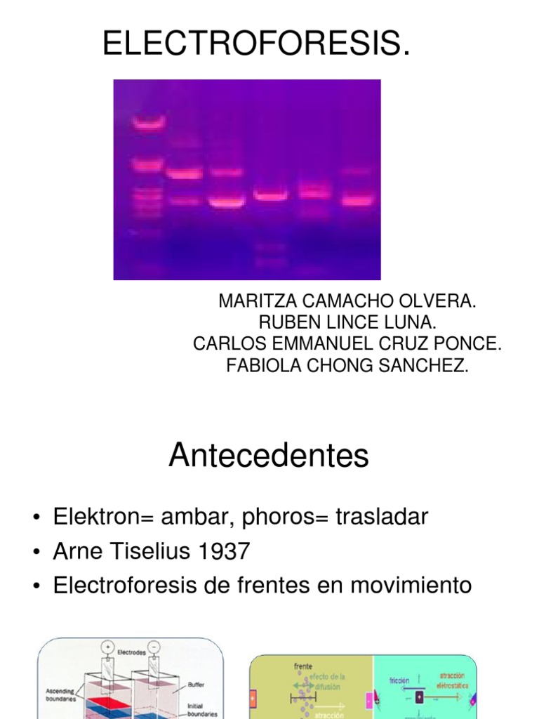 ELECTROFORESIS | PDF | Electroforesis | Adn