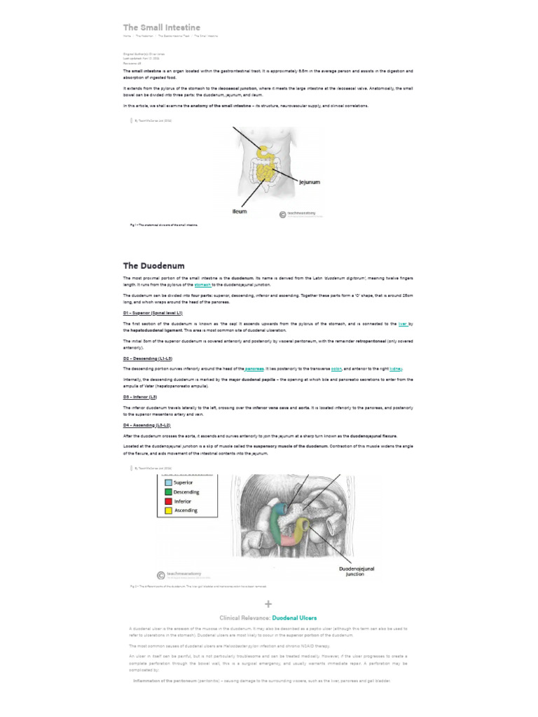The Small Intestine - Duodenum - Jejunum - Ileum - TeachMeAnatomy | PDF ...