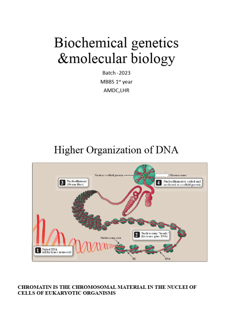 Replication | PDF | Dna Replication | Histone