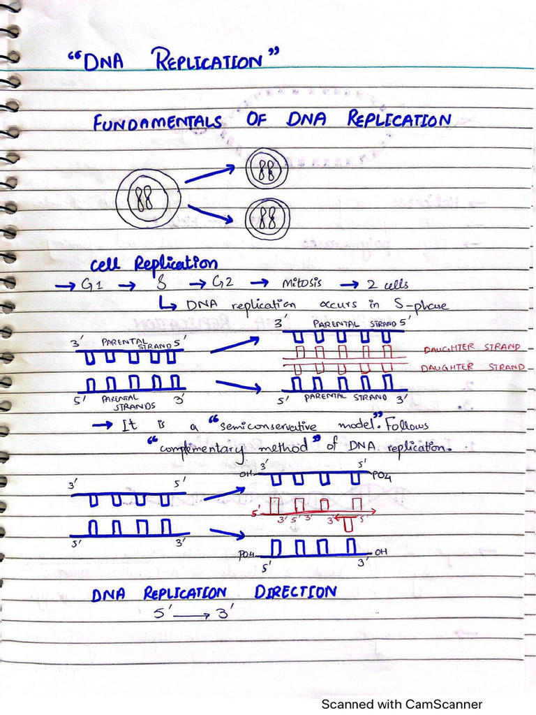 DNA - Replication, Transcription, Translation - Haseeb Notes | PDF
