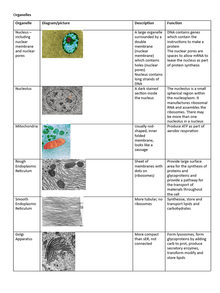 Organelle Table | PDF | Endoplasmic Reticulum | Cell Nucleus