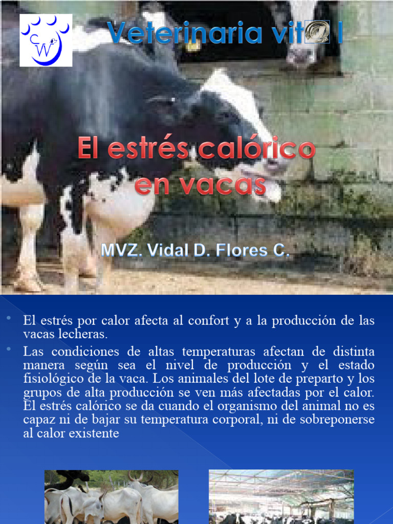 El Estrés Calórico en Vacas | PDF | Termorregulación | Evaporación