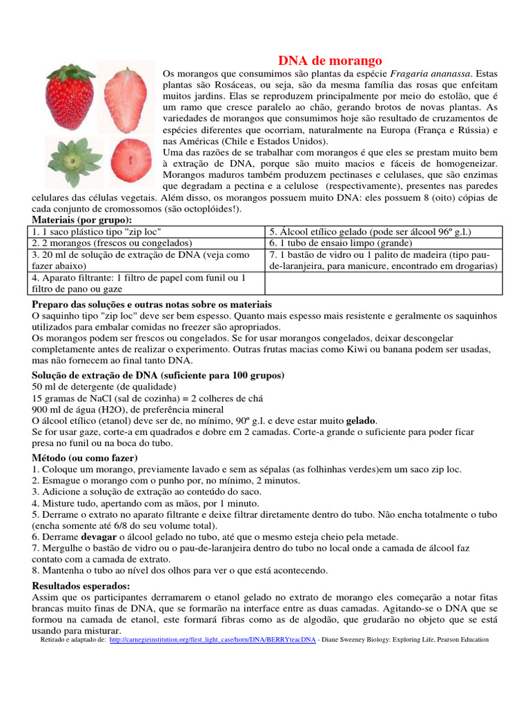 DNA de Morango | PDF | DNA | Célula (Biologia)