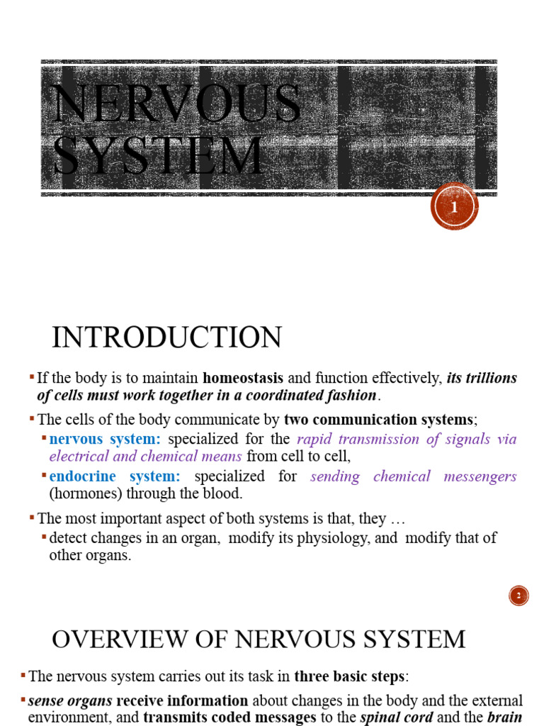 Nervous System | PDF | Nervous System | Neuron