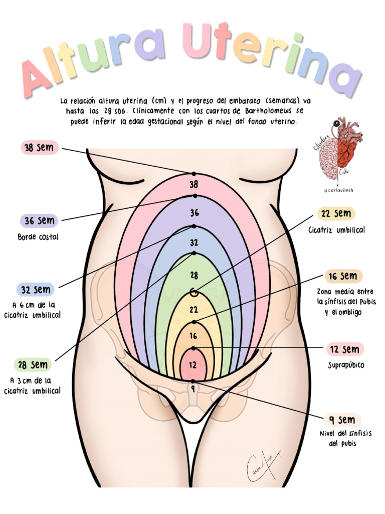 Altura Uterina Pdf Embarazo Humano Salud Maternal