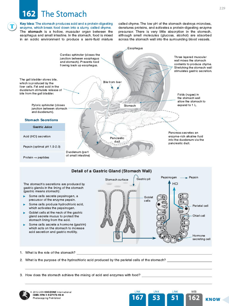 162 - The Stomach | PDF | Stomach | Gastroenterology