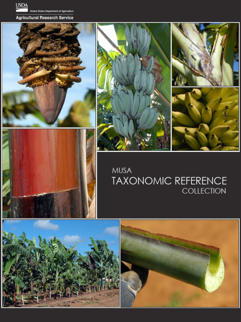 Taxonomic Reference: Musa Collection | PDF | Microsatellite | Dna Profiling