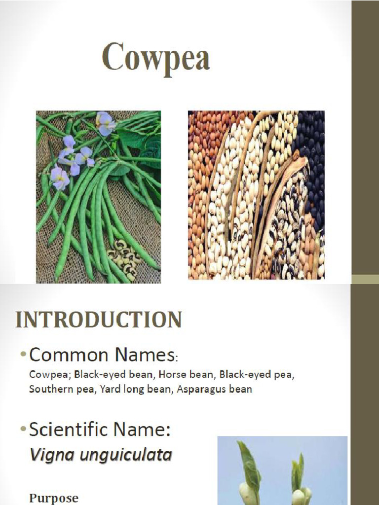 AGR-402-2-5-Cowpea (Production Technology) | PDF