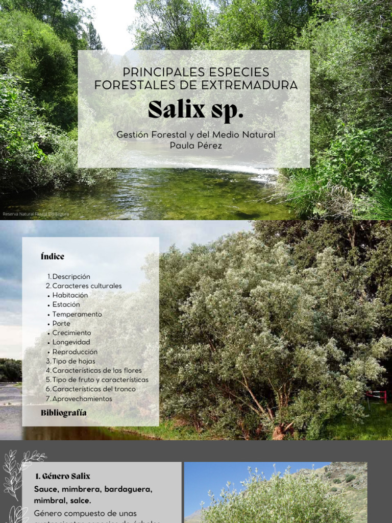 Principales Especies Forestales de Extremadura. Salix SPP | PDF | Sauce | Arboles