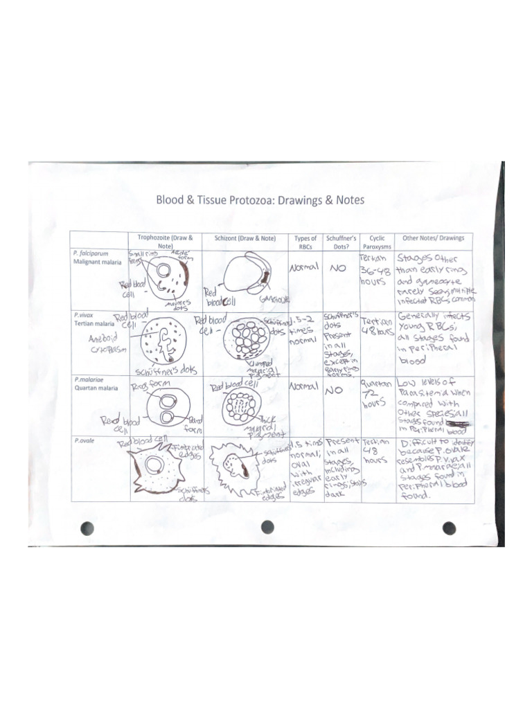 Blood & Tissue Protozoa Drawings & Notes | PDF