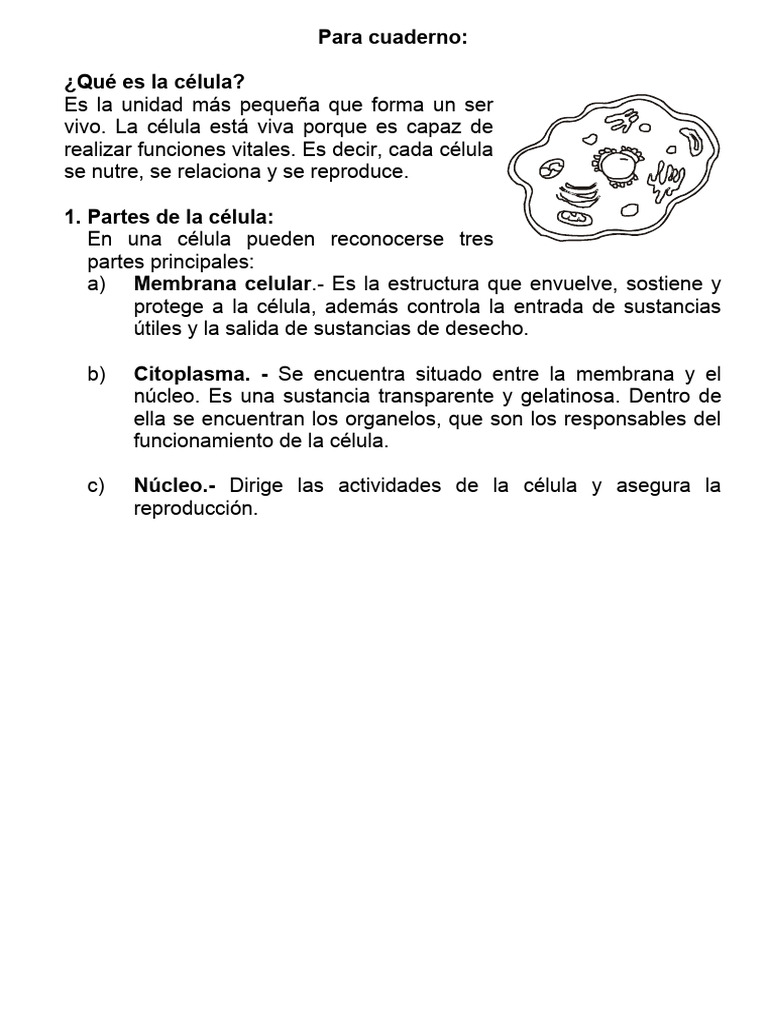 La Célula | PDF | Biología Celular) | Nucleo celular