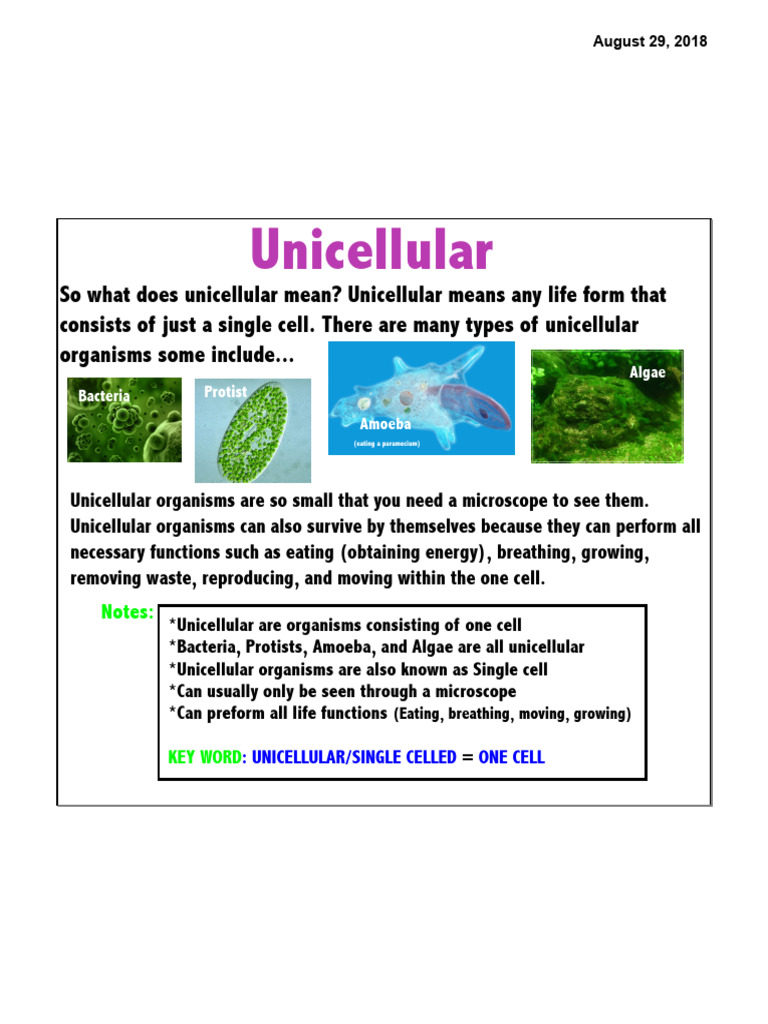 Unicellular vs Multicellular Overview | PDF | Cell (Biology) | Organisms