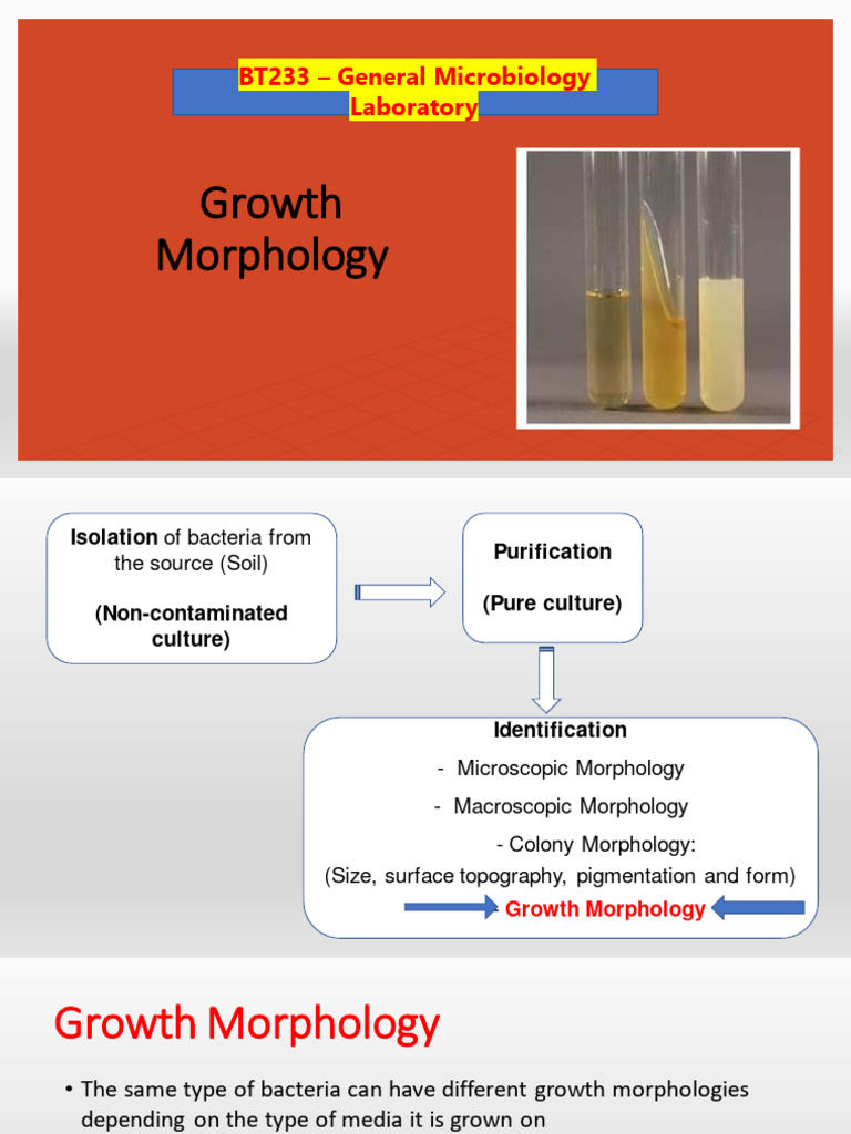 Growth Morphology | PDF | Growth Medium | Agar