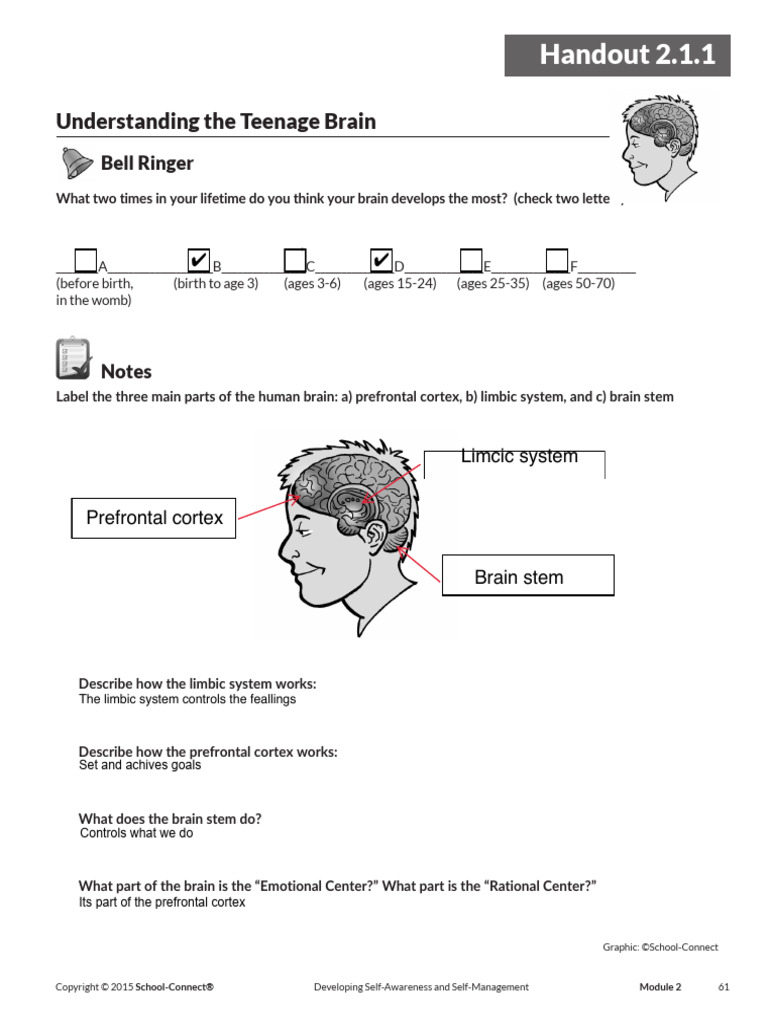 Trabajo | PDF | Prefrontal Cortex | Limbic System