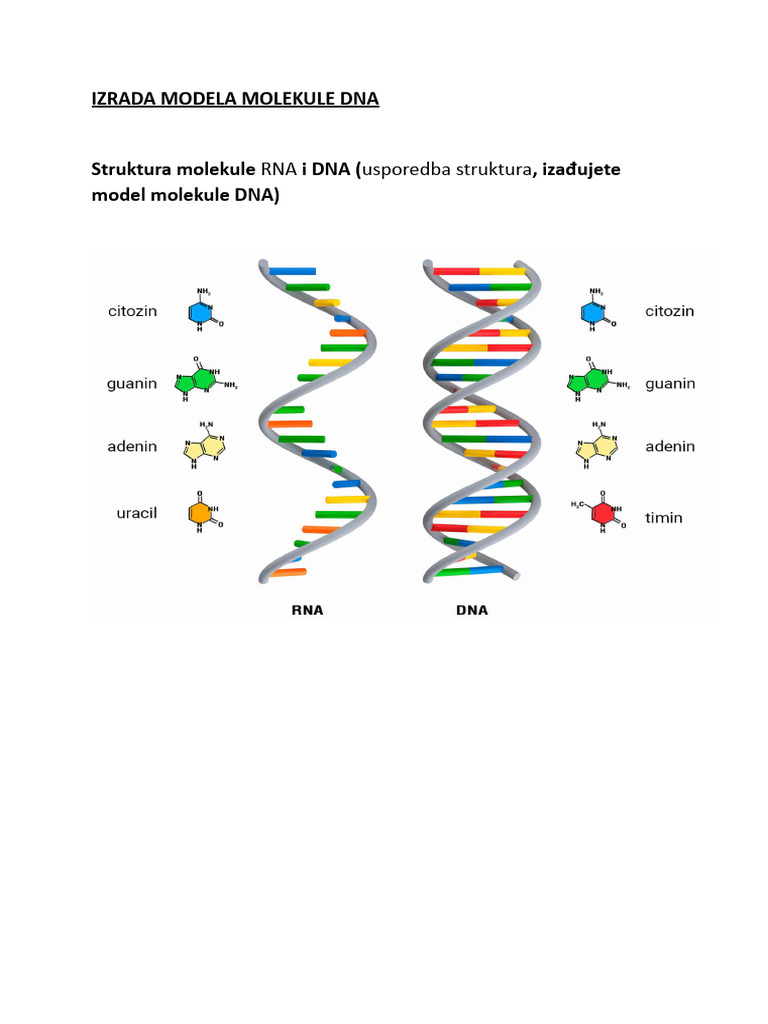 Izrada Modela Molekule DNA | PDF