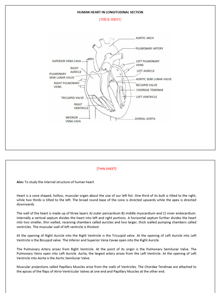 Biology Practical Record - Heart and Kidneys | Download Free PDF | Heart | Kidney